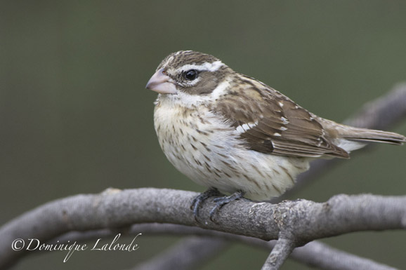 Dominique Lalonde Wildlife Photographer: Cardinal à poitrine rose femelle