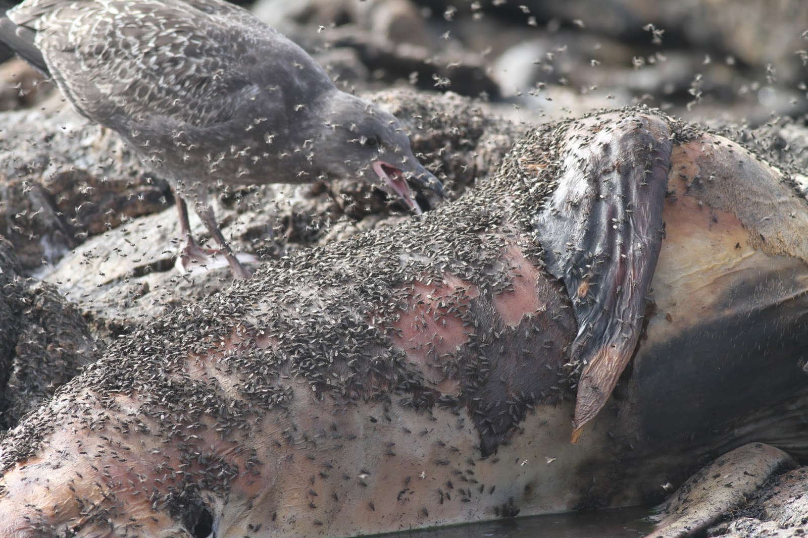 Los Farallones: Covered in Flies