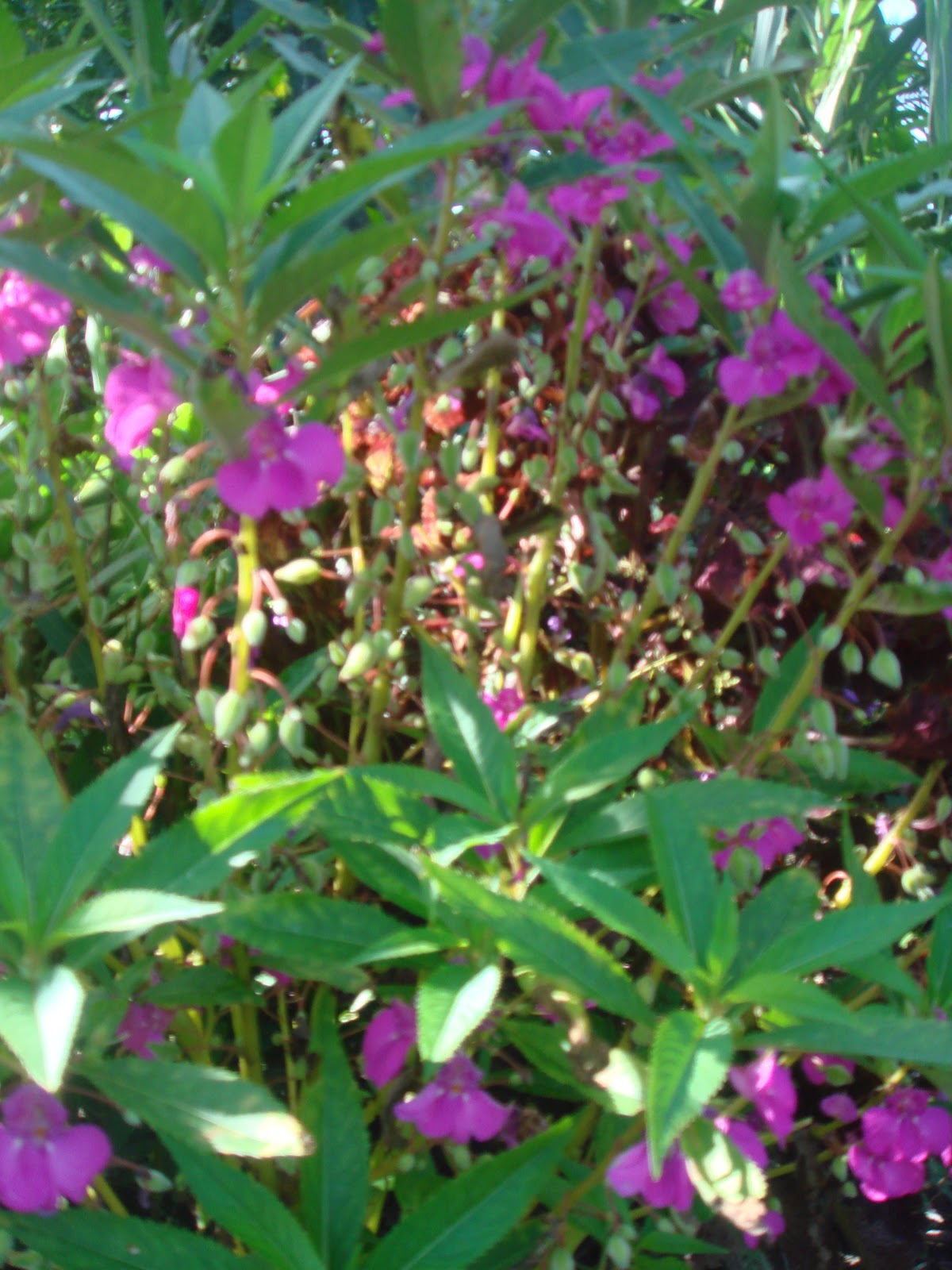 Yanna Abu Bakar: Hati Berbunga-Bunga Riang...