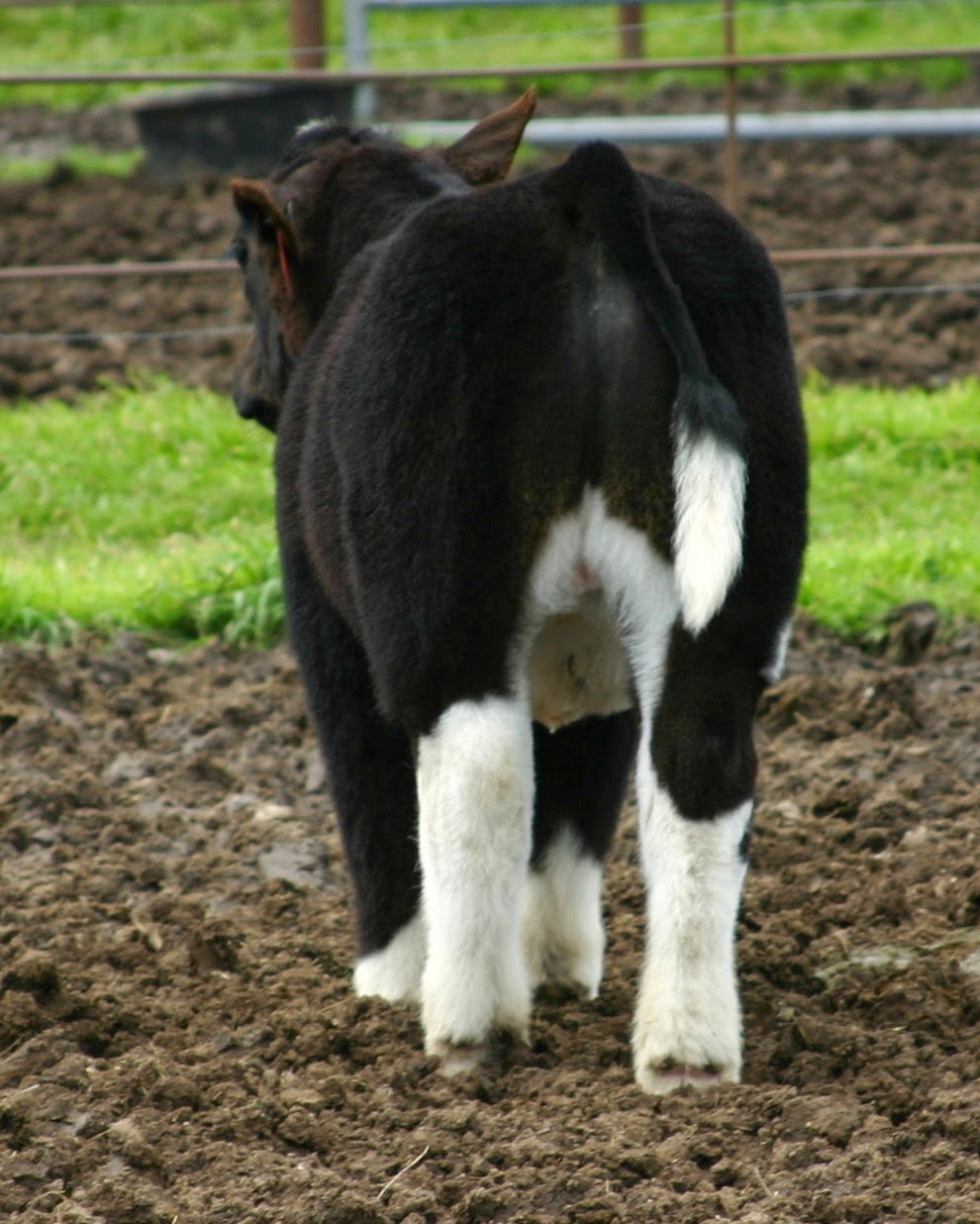 Z-N-T Cattle Co.: High % Chi Bull Prospect