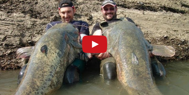 How To Fishing: CATFISH TWO MONSTER RECORD OVER 220 POUNDS