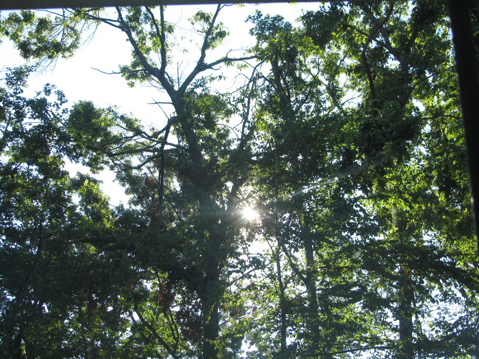 Fields of Basil: Ode to the Enchanted Light