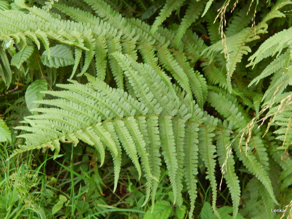 Botanika - opakování Jeopardy Template