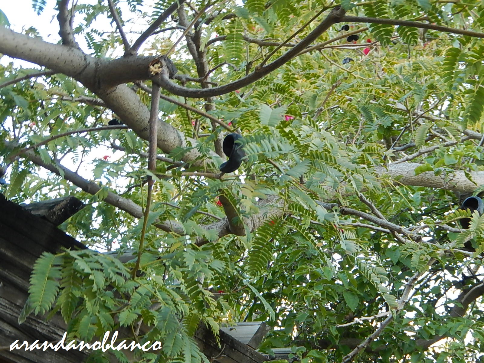 elarbolmiamigo-encinarosa: Enterolobium Contortisiliquum - Timbó ...