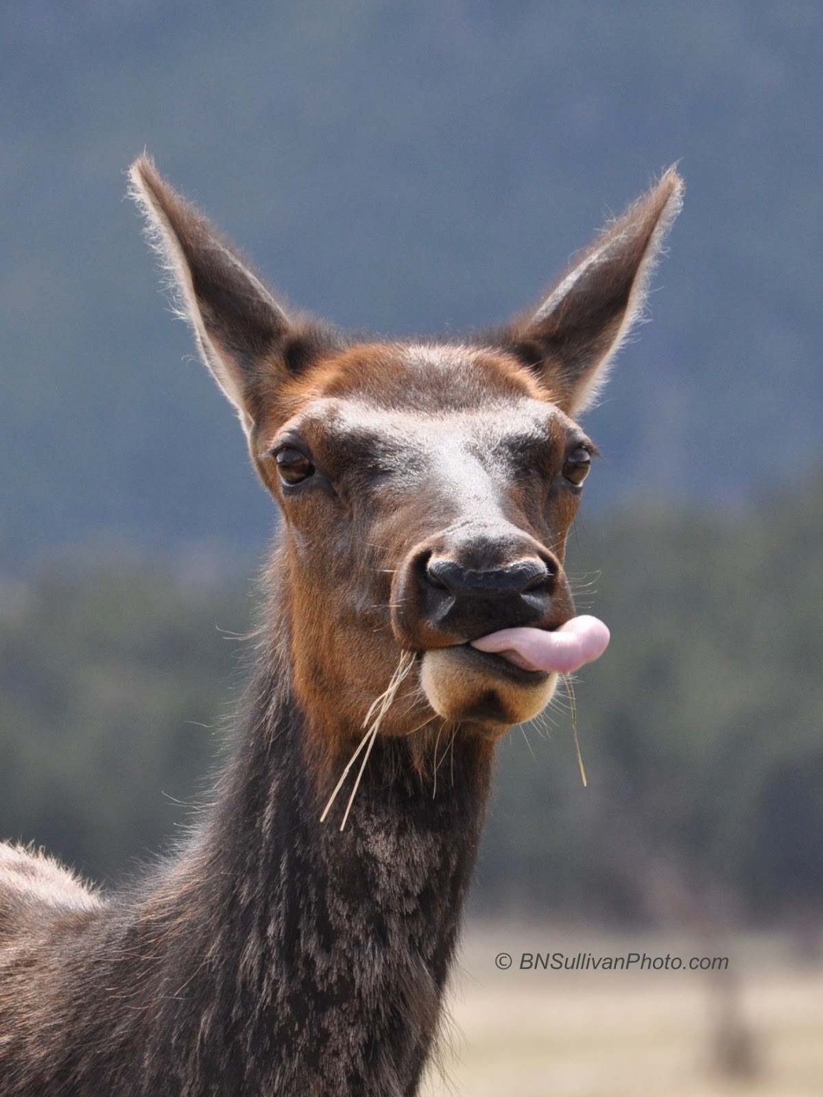 B N Sullivan Photography: Ms Elk enjoys a snack