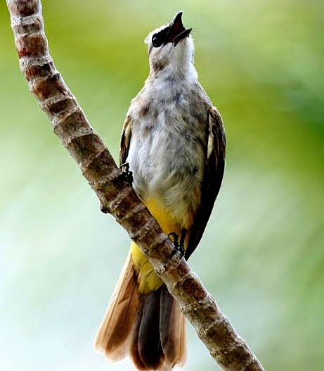 Masteran Trucukan Full Isian - Swara Kicau Burung