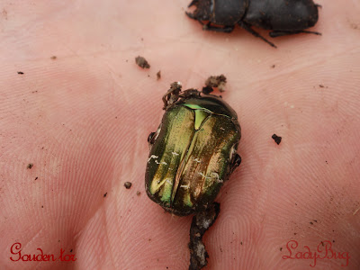 LadyBug: Top 5 mooiste insecten