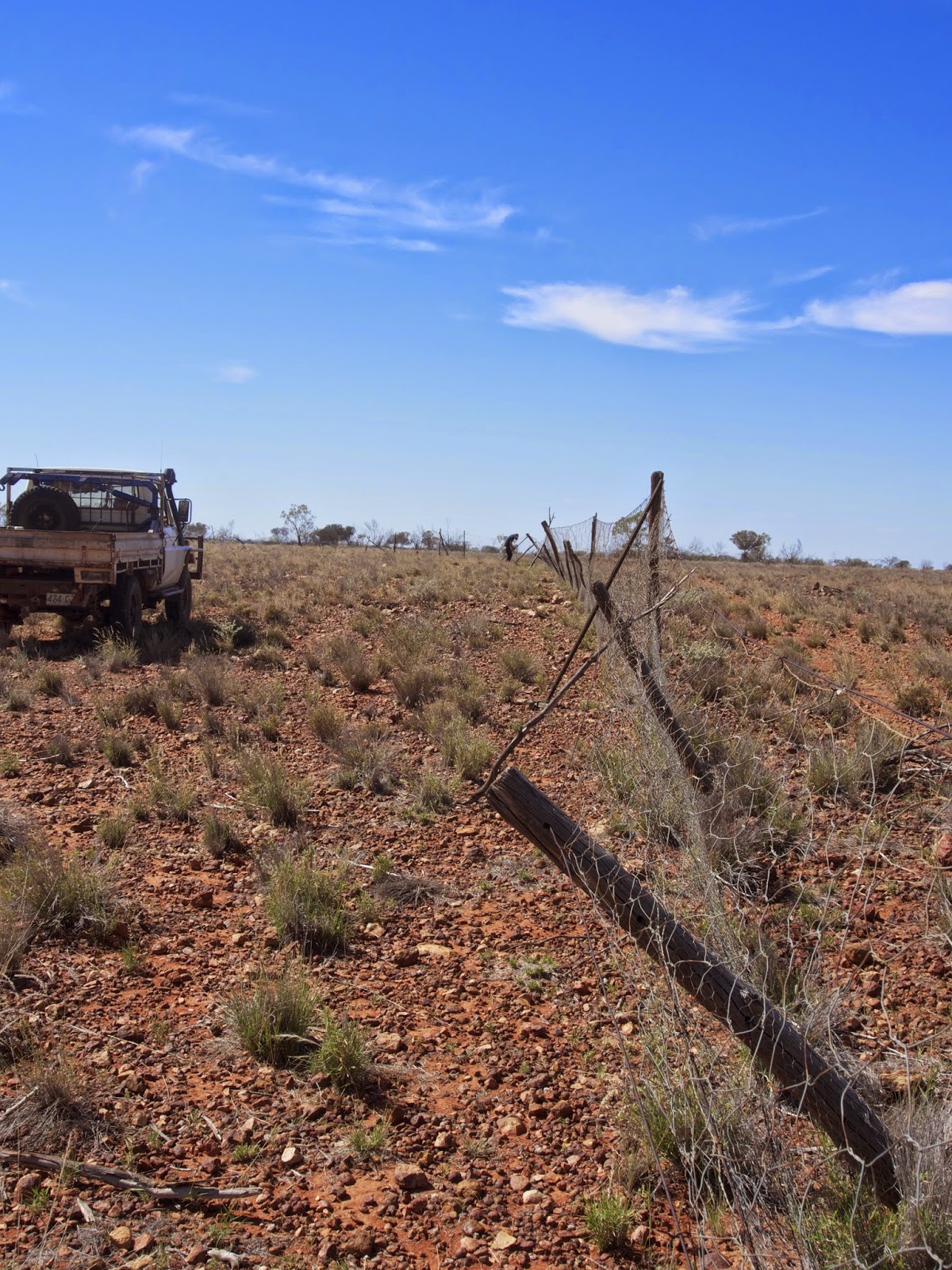 Bits n Bobs: Outback fencing