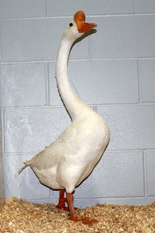 The Official PoultryBookstore.com Blog: Light Geese