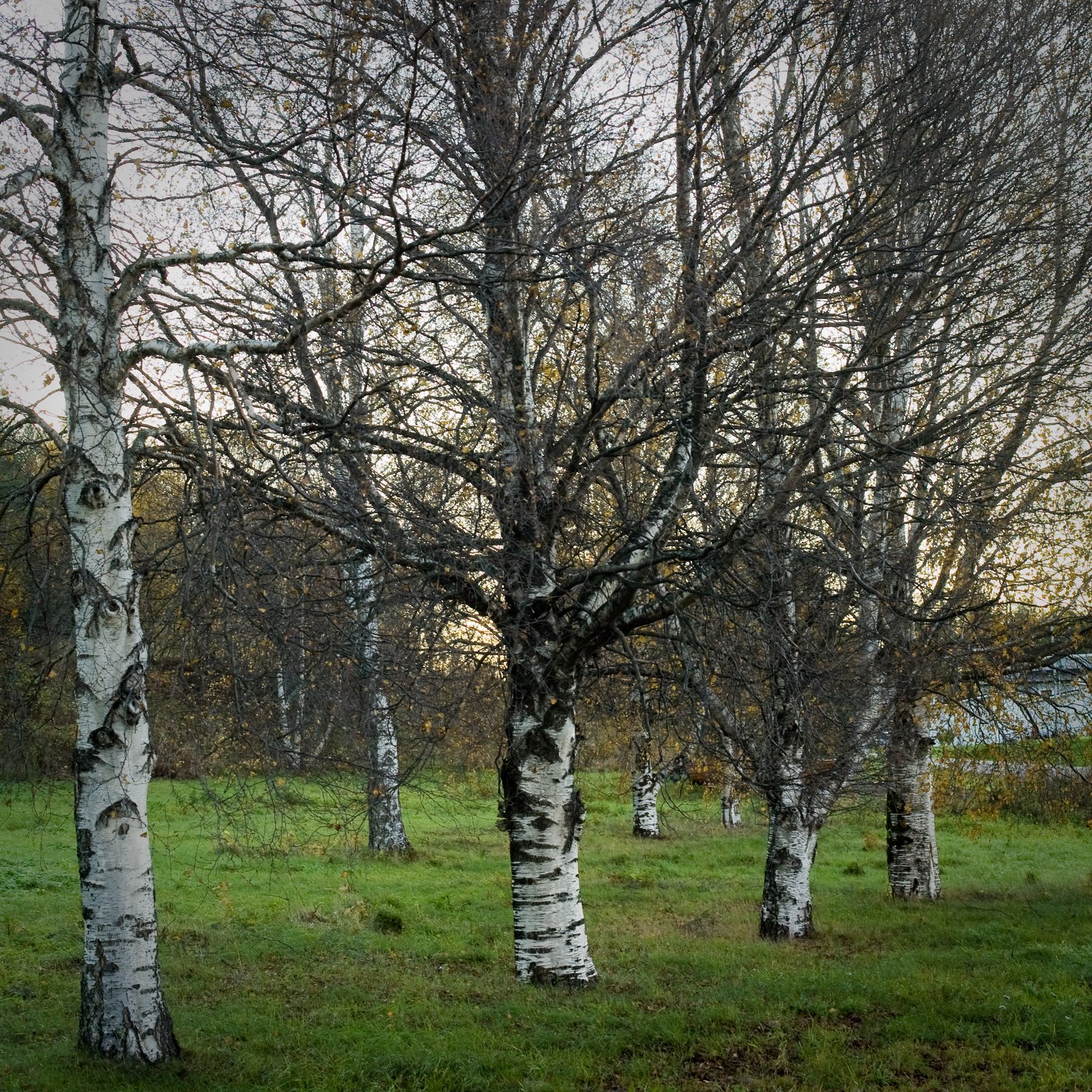 Kent Hansson: Bilder med diagonal komposition