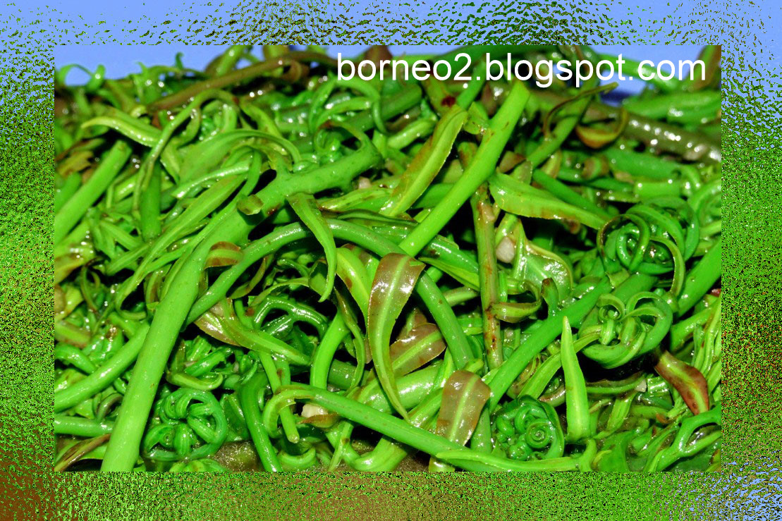 Borneo Island, Awaken To A Different World: Jungle Fern (Cooked) - Midin