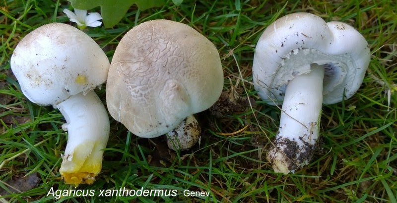 archivos de micología: Agaricus xanthodermus (Genev.)