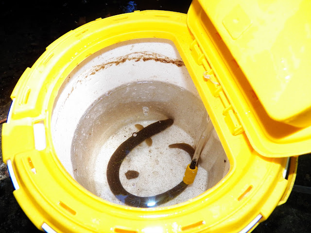 Connecticut Fly Angler: Eels, a Tiny Fluke, and Connecticut River ...