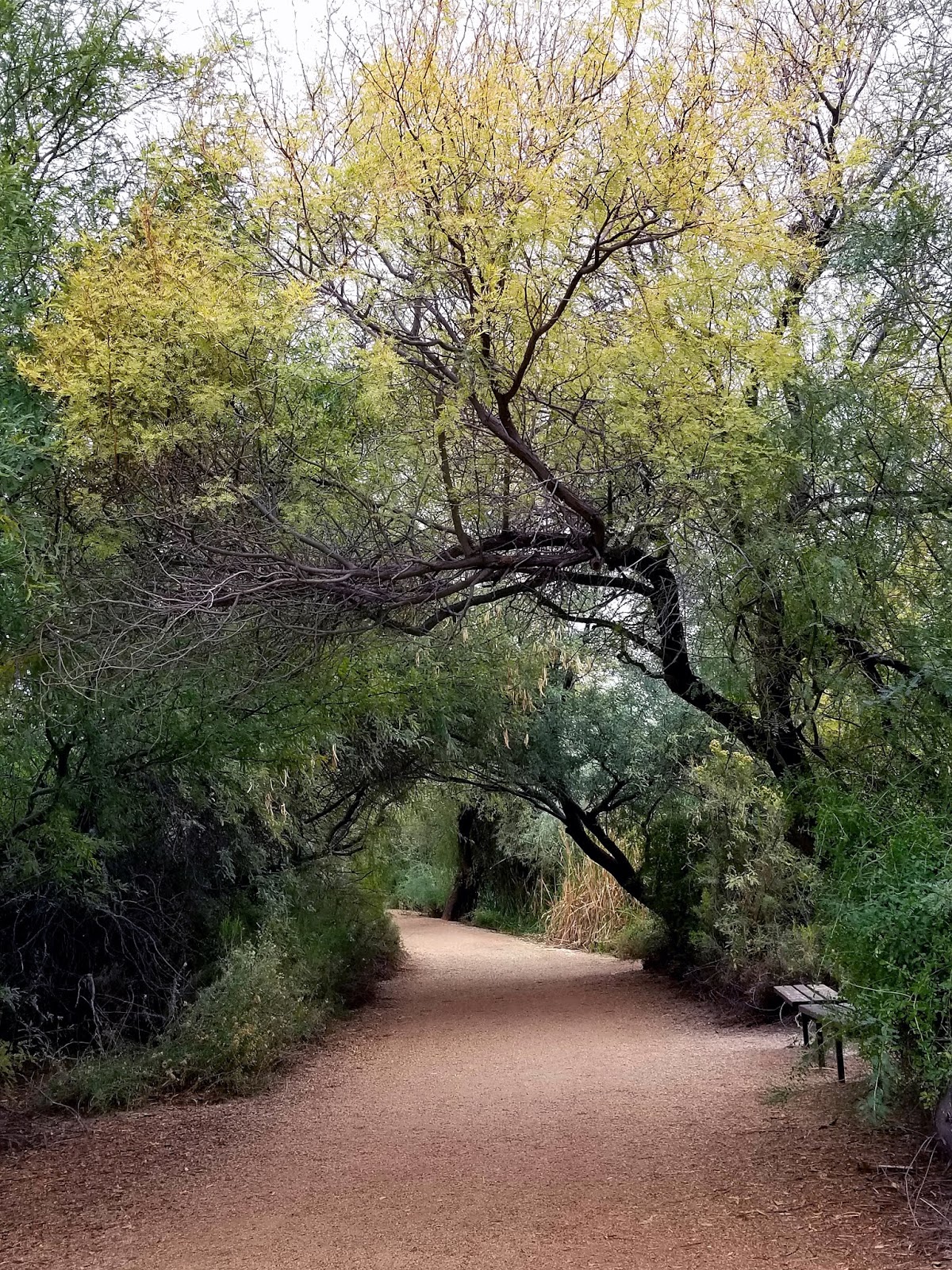 Riparian Preserve at Water Ranch