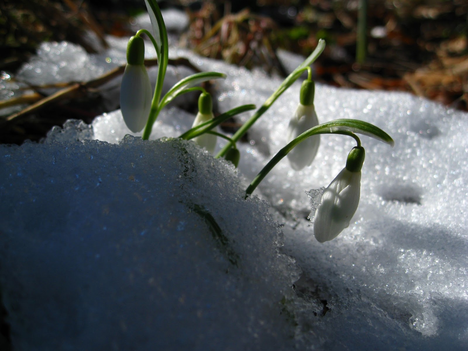Brochku's Blog: Snowdrops Look Better in the Snow