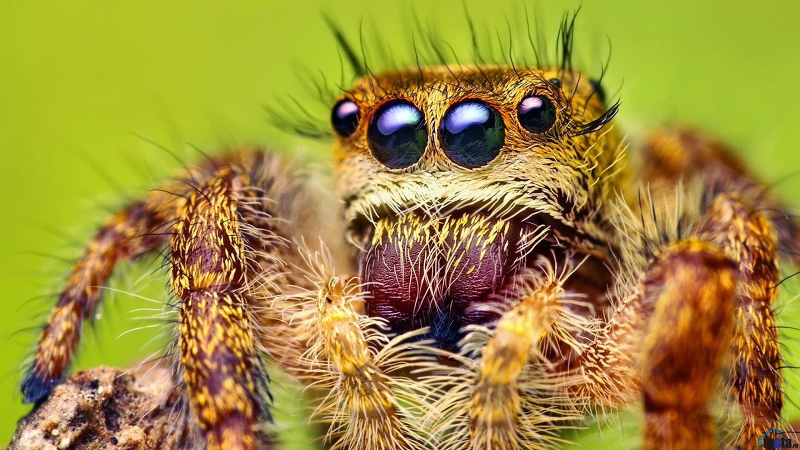 dGeneralist: Silent Wednesday Week 32 - Awesome Spider Macro Photography