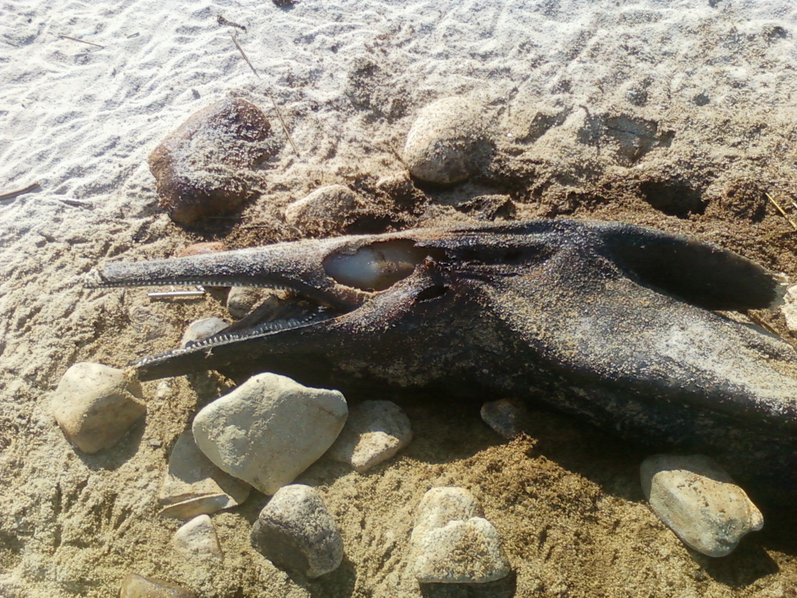 National Paranormal Association: Cape Cod Creature "Real or Hoax"