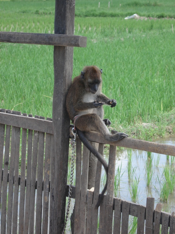 OUR PHILIPPINE TREES: Pinoy Yoda and a Cast of Bohol Universe Creatures