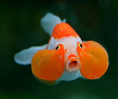 NATURE'S BEAUTY: Bubble Eye Goldfish