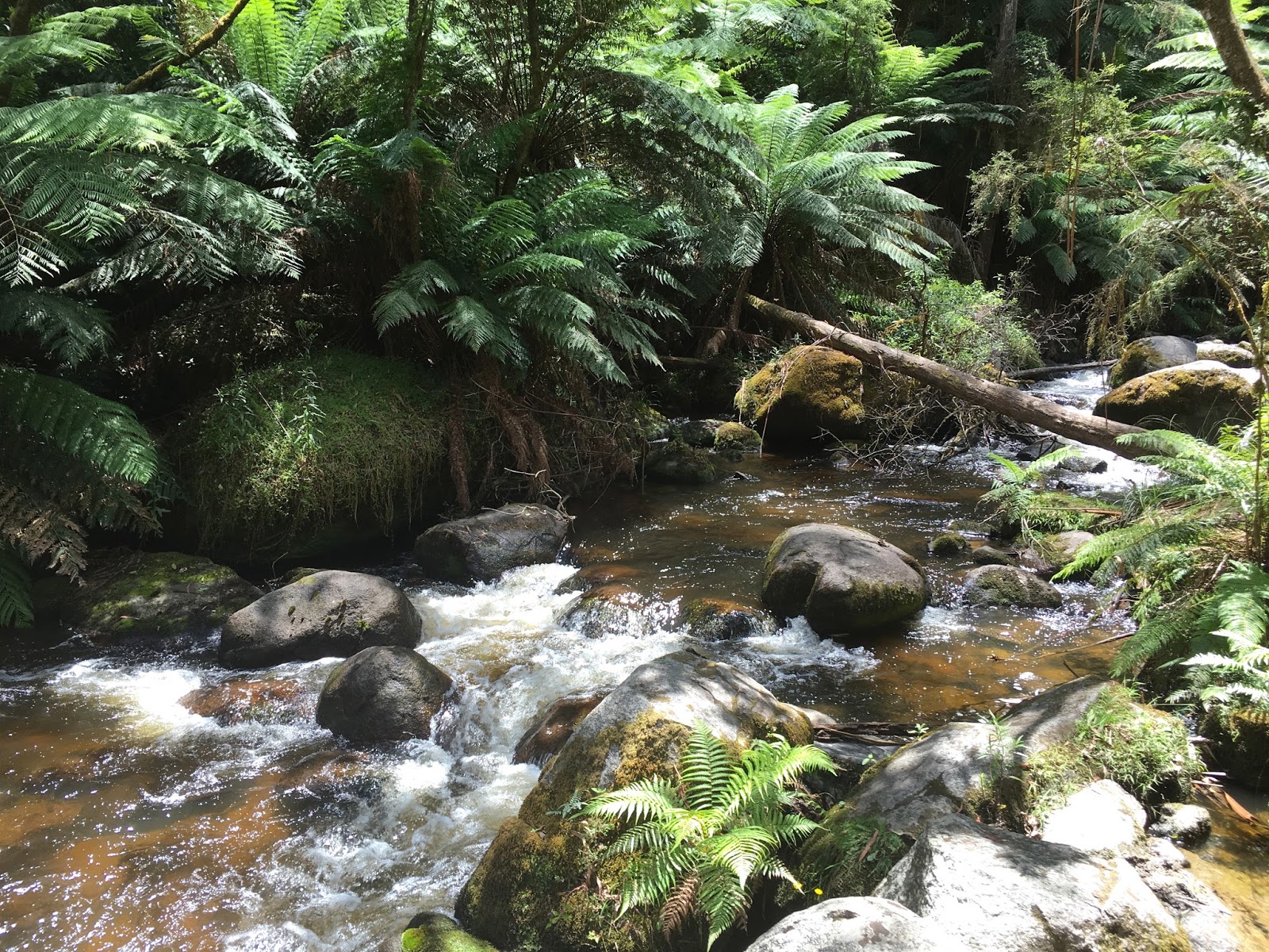 RDO Melbourne: Tooronga Falls, Noojee