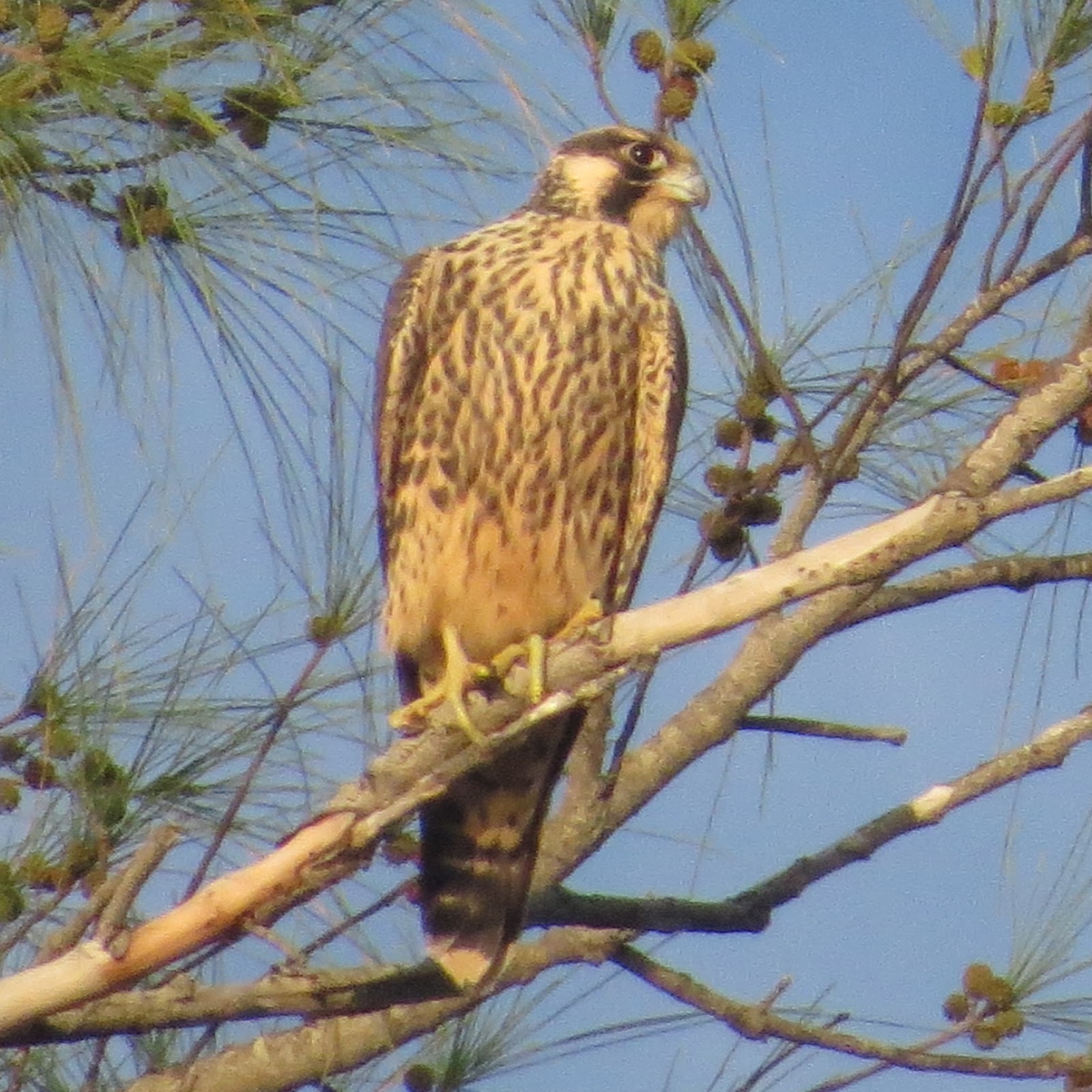 Florida Suncoast Birding: Some Birding on Sanibel