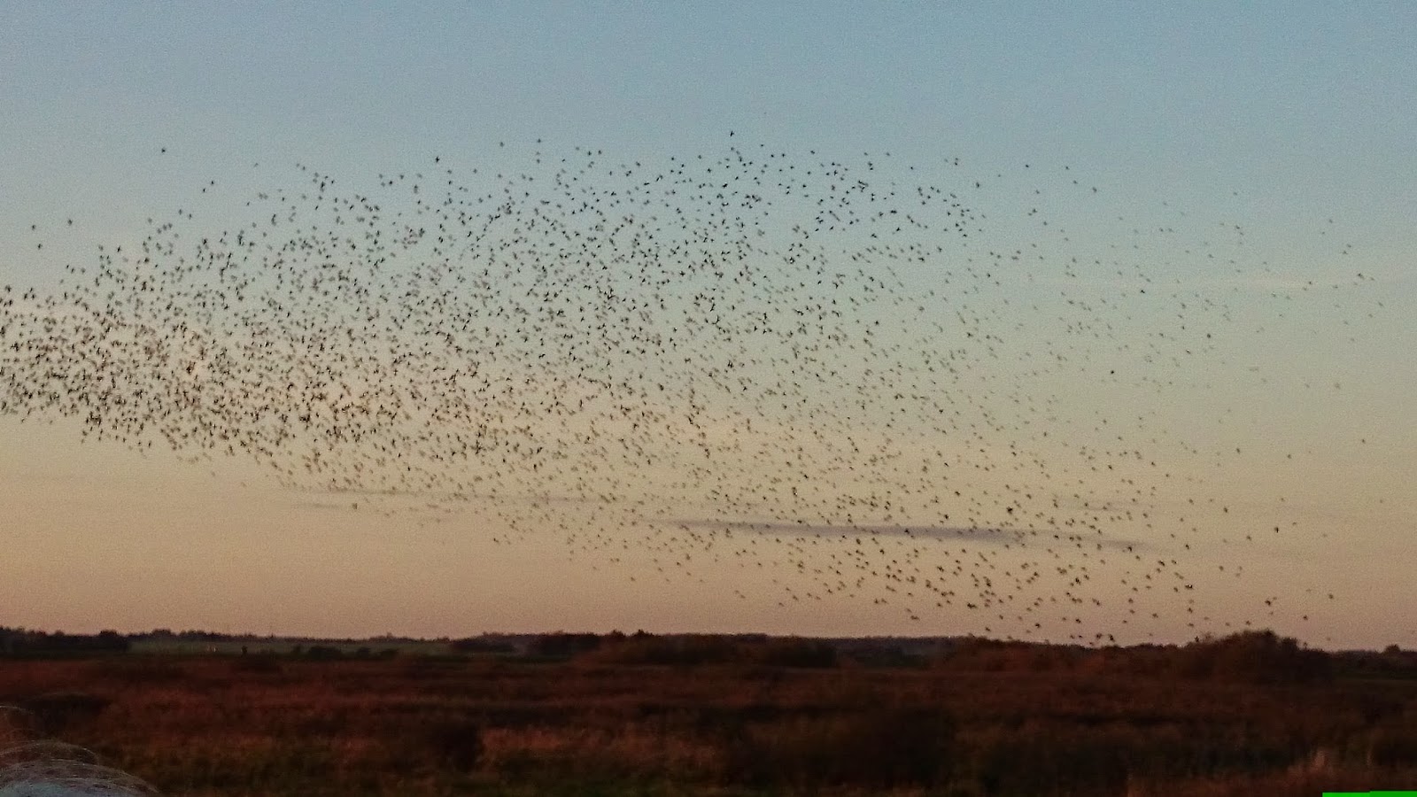Bukhave: Nature phenomen: 'Sort sol' in southern Jutland