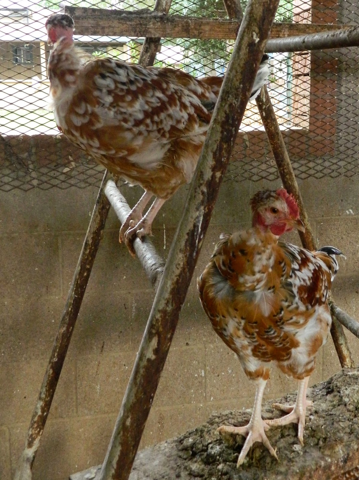 Aloha Chickens: Turken Alohas!