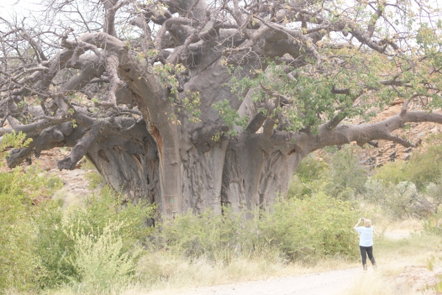 Under the Marula Tree: Baobab Trees