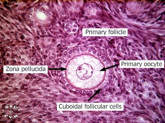 Ciencias de Joseleg: La formación del folículo primario