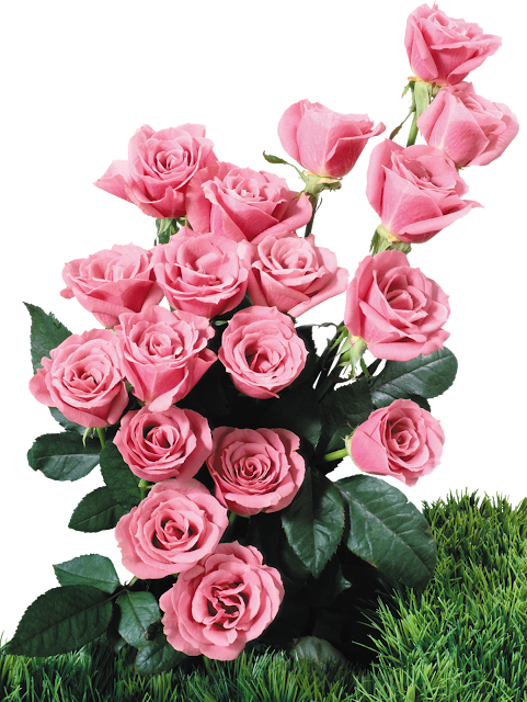 Photorenders: fleurs ( roses ) - png