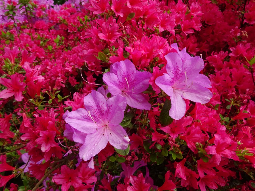 DIVAGAR SOBRE TUDO UM POUCO - Poemas, Flores, Pinturas, Férias: Azálea ...