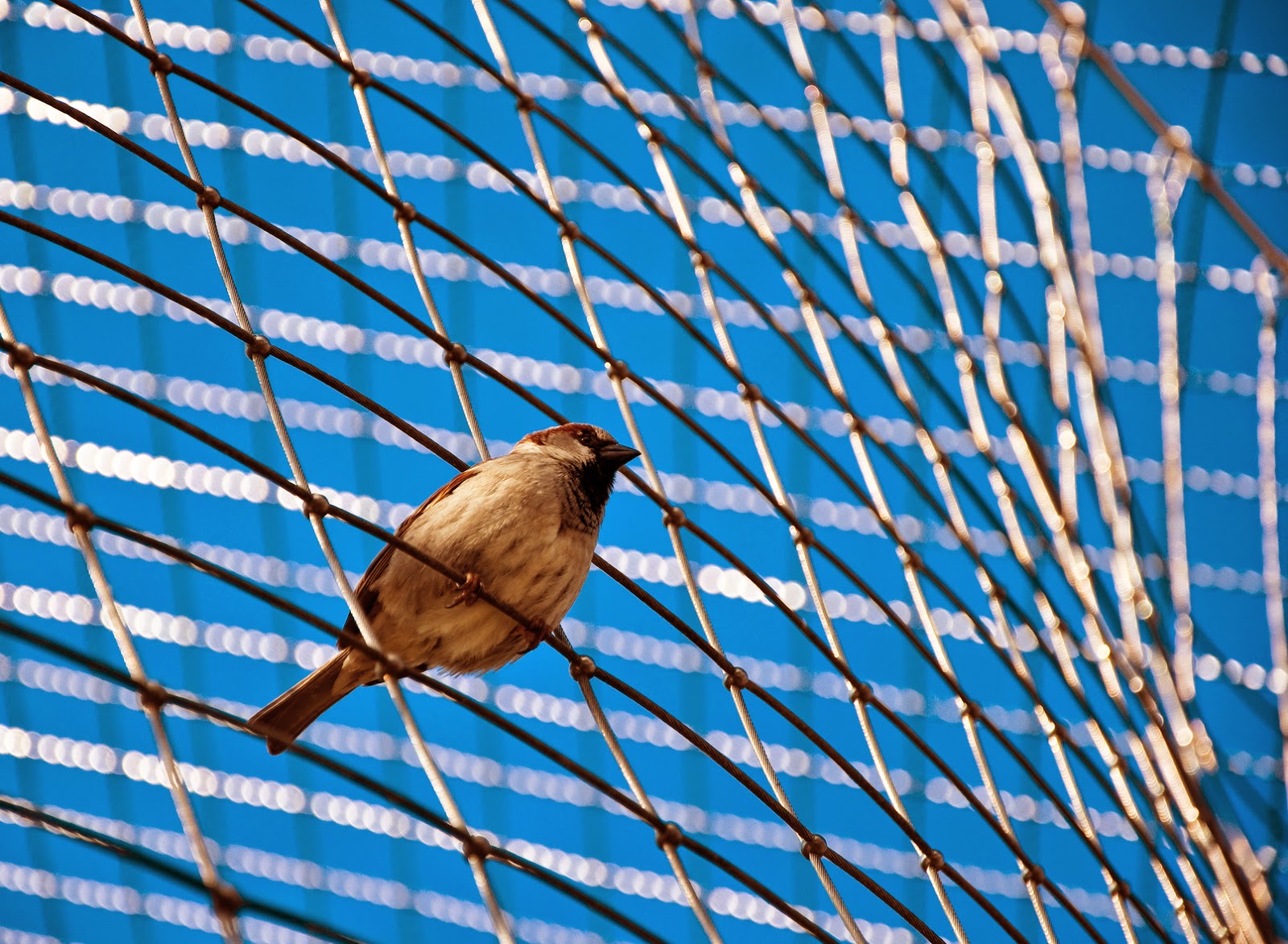 the AUSSiE Info: 5 Best Ways to Bird Proof a Room