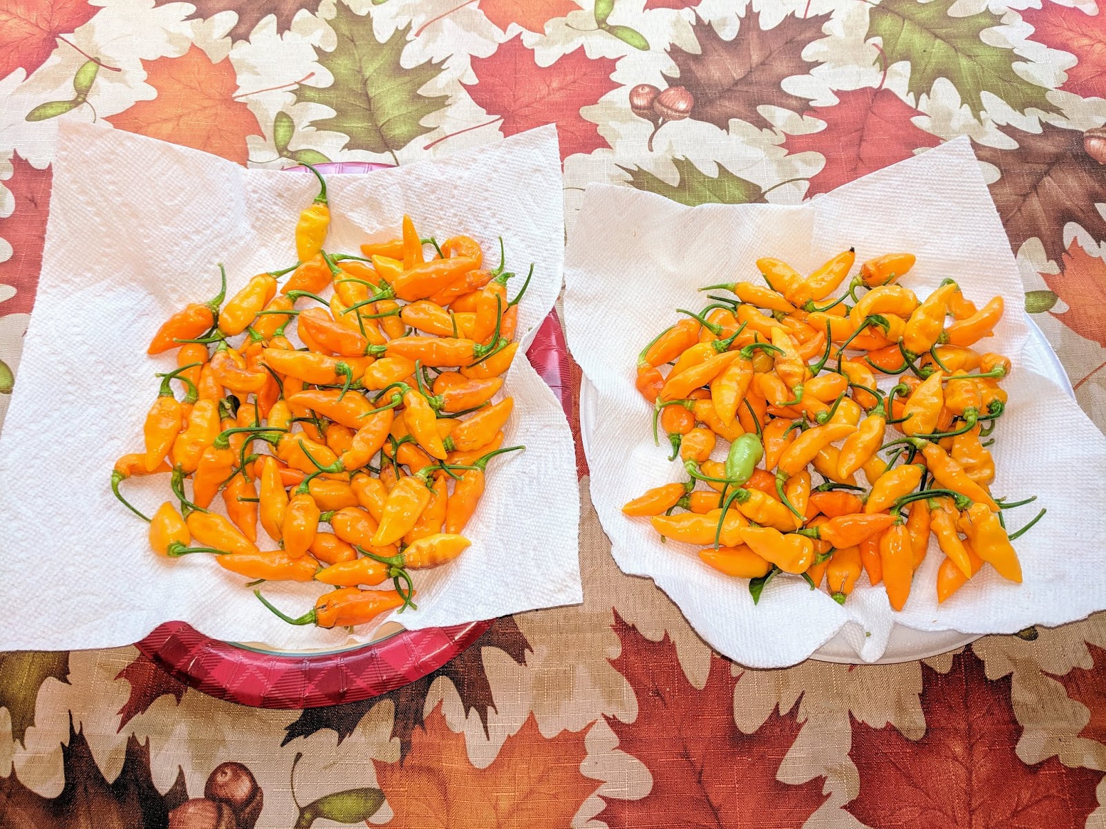 PURE FLORIDA: REAL DATIL PEPPER CHAT,... NOT A RANT, ... A CHAT.