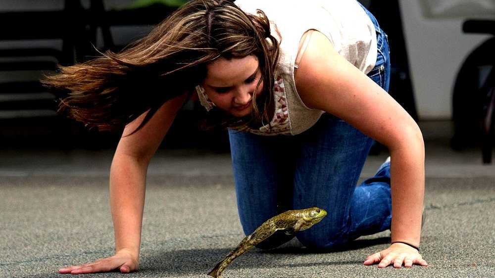 Frog jumping contest