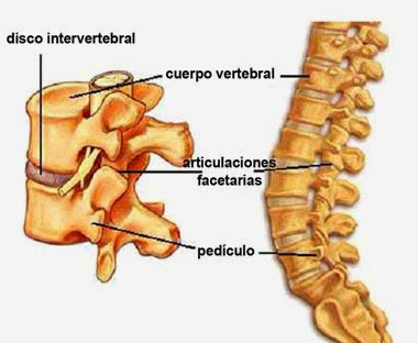 DrColumna: LA COLUMNA VERTEBRAL - ANATOMIA