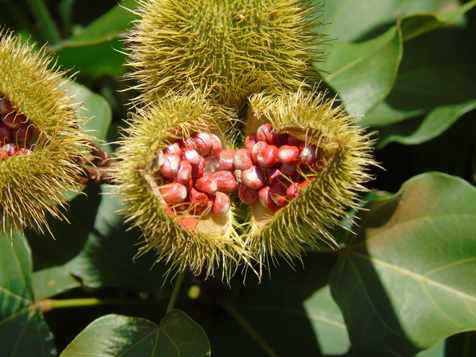 Urucum (Bixa orellana L.) | A planta da vez