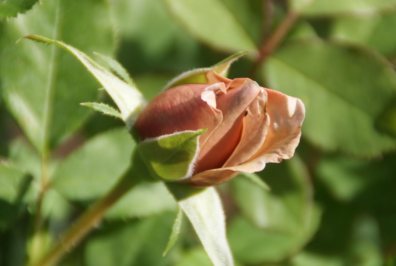 Organic Garden Dreams: September Roses