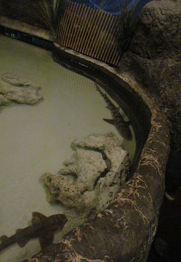 Behind the Glass: Touch Pool Transformation