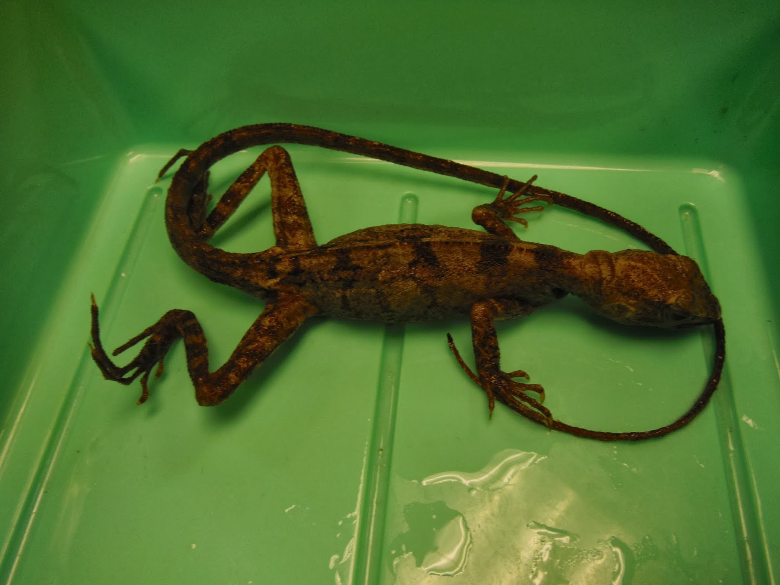 Biology of the Reptilia: Laboratory 6: Lepidosauria (Sphenodontida and ...