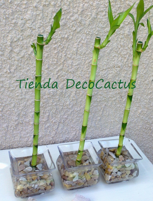 Bambú: Tienda Deco C