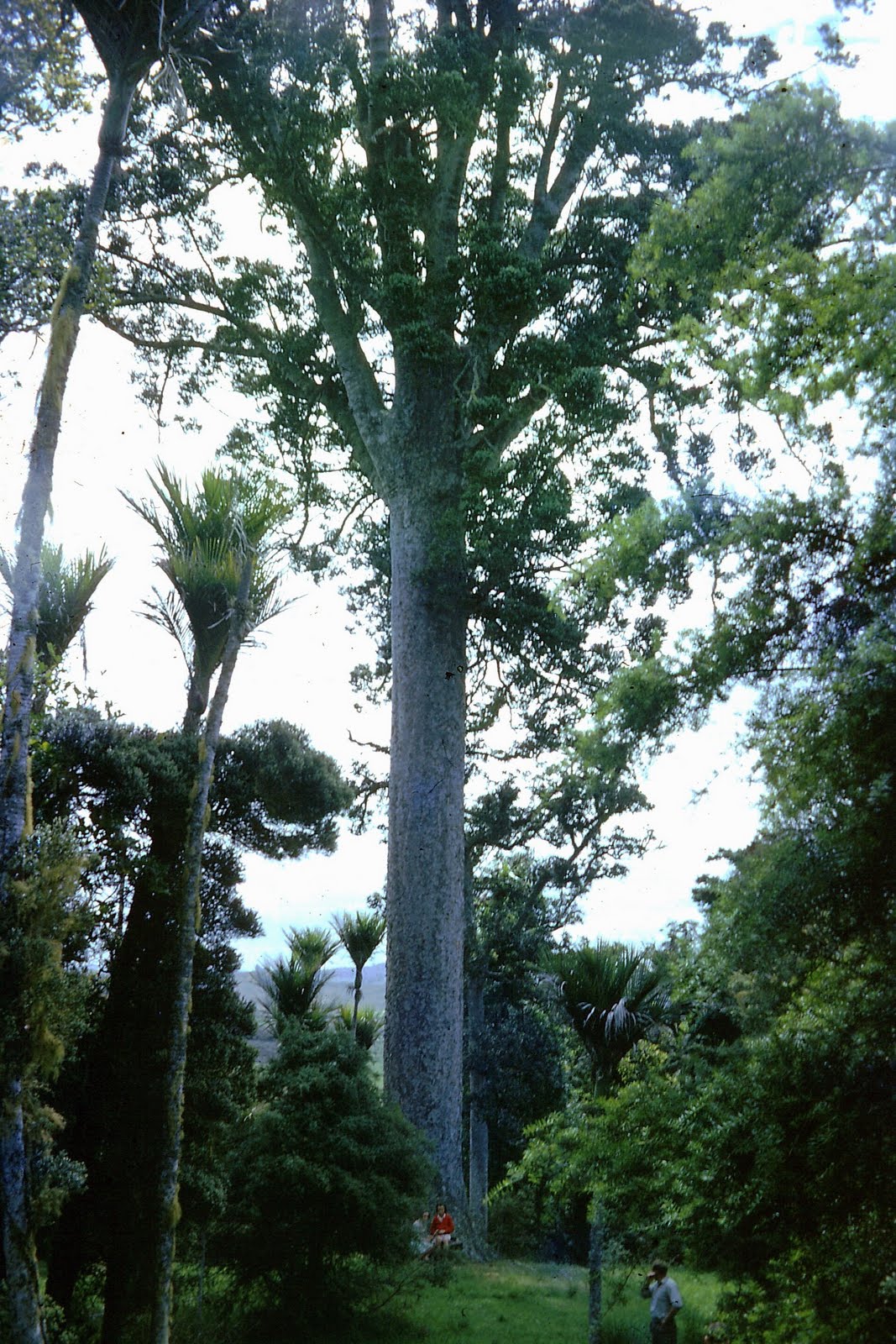 Cruising on "ARITA": THE BIRTH OF " ARITA