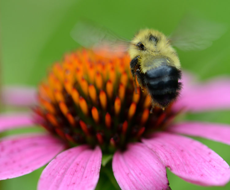 Red and the Peanut: That bumblebee is the bomb!