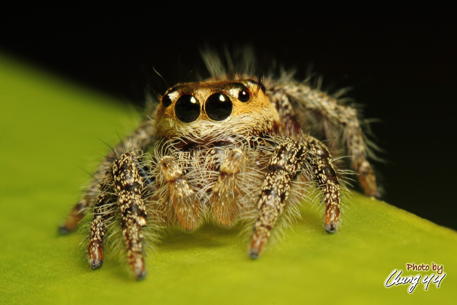 cyy4993: Jumping Spider [Salticidae] 跳蛛