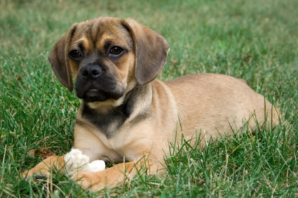 Dog Site: Dog Breeds - Puggle