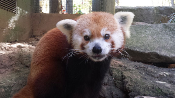 Ephemeral by Nature: Appalachian pandas