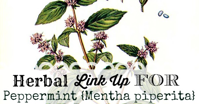 Strangers & Pilgrims on Earth: About Peppermint {Information, Recipes ...