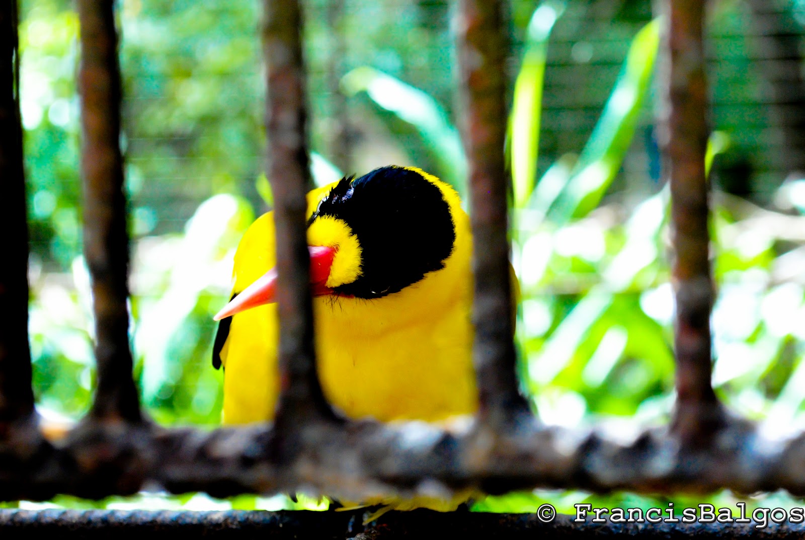 Bohol | Biggest Python ~ Pala-lagaw