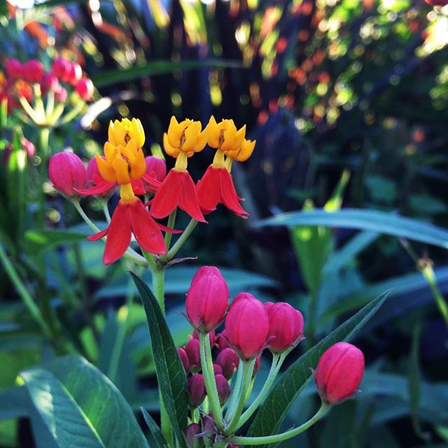 WILD IPECACUANHA CAN BE A PURGATIVE AND REMEDY FOR PILES