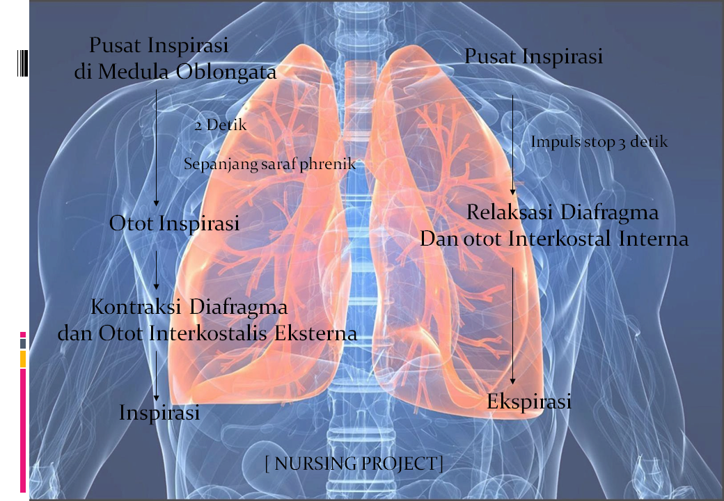 NURSING PROJECT: ANATOMI DAN FISIOLOGI SISTEM RESPIRASI