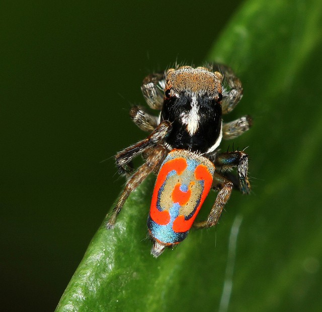 Amazing Peacock Spider of Australia : Very Beautiful and Colorful ...